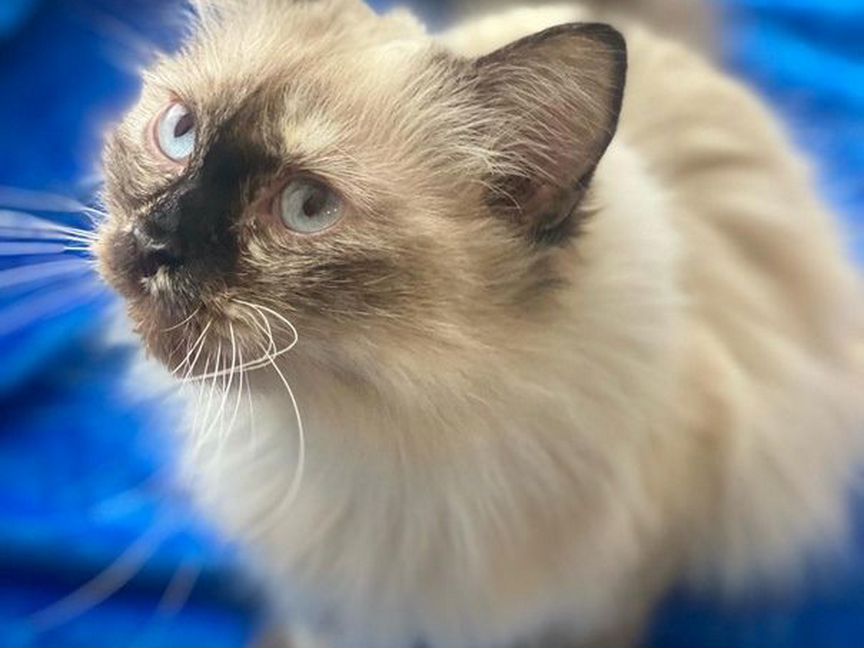 Алиса ищет дом