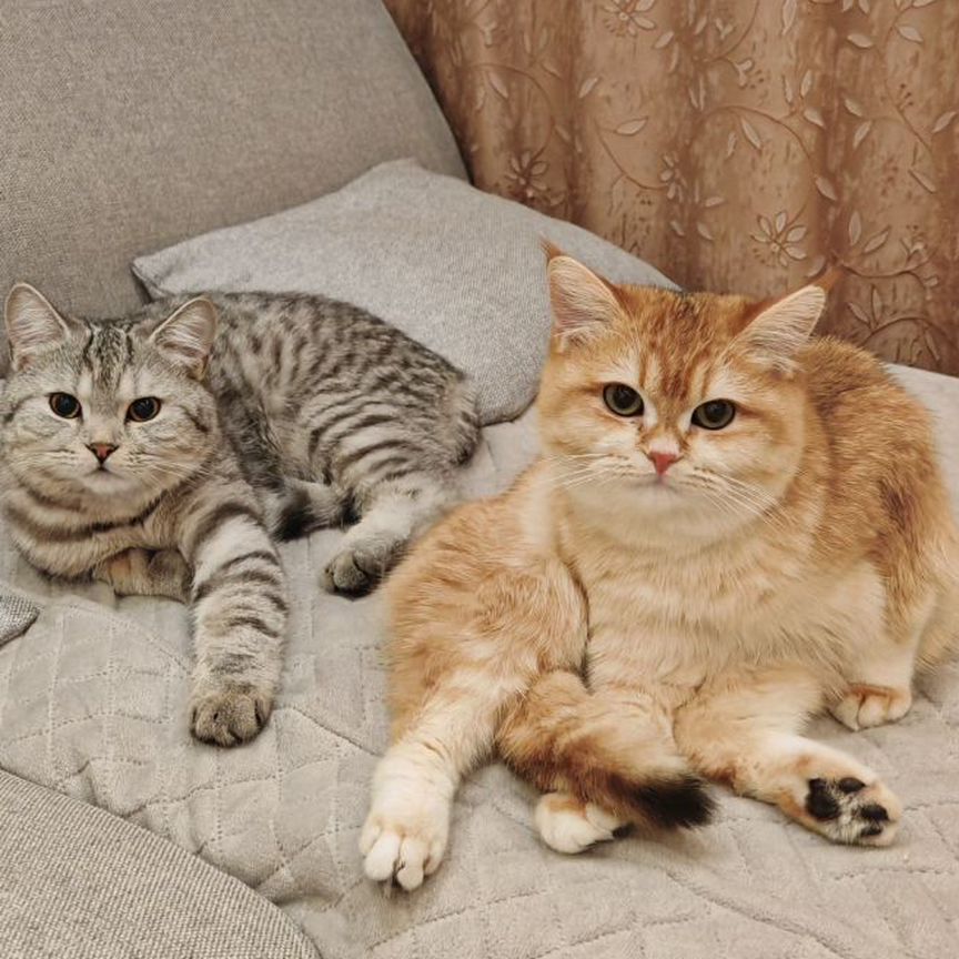 Британский короткошёрстный котёнок