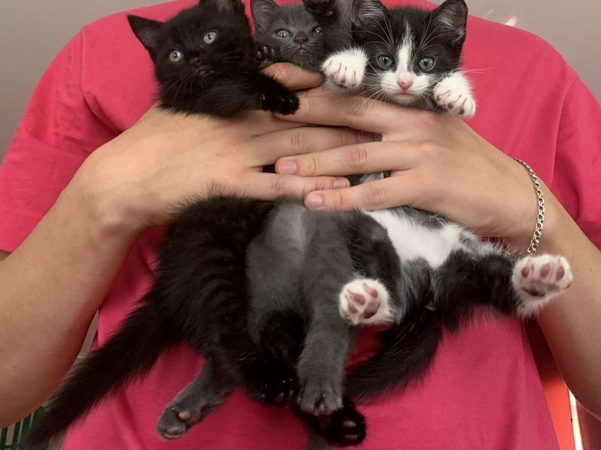 Котята