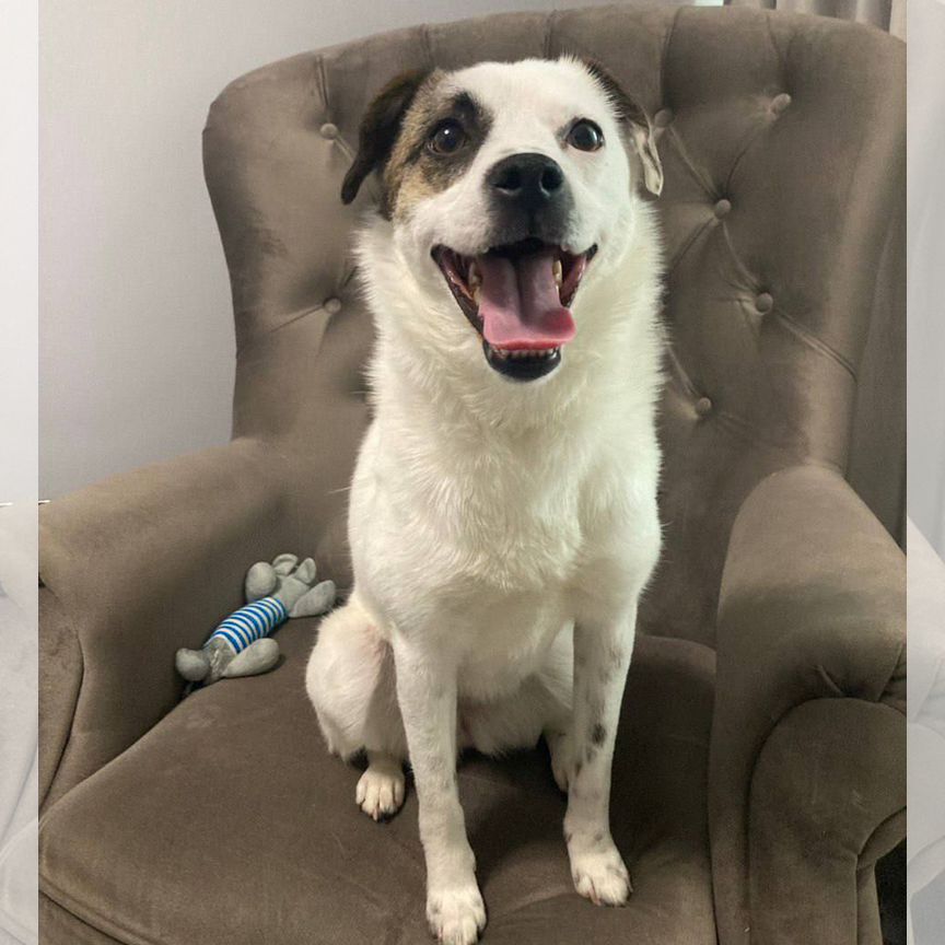 Взрослая собака в добрые руки