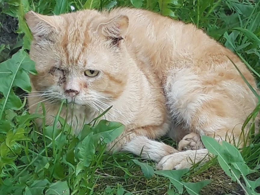 Британскому котику некуда идти