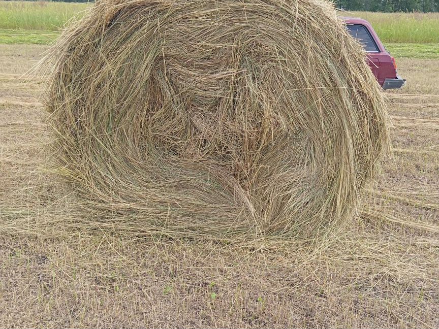 Сено в рулонах