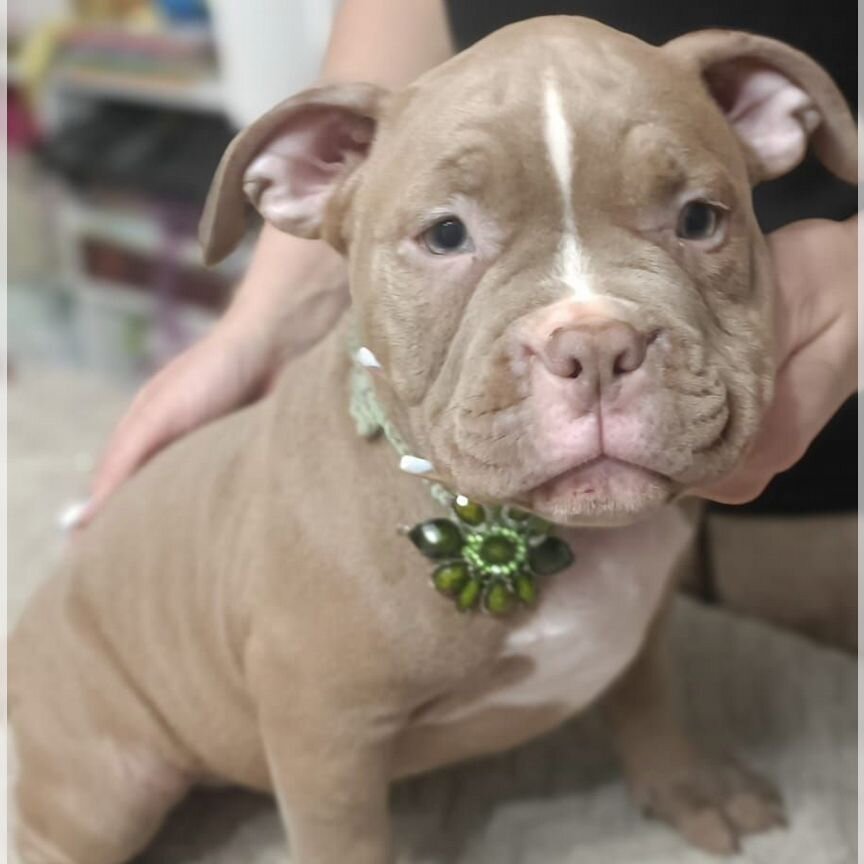 Булли американский