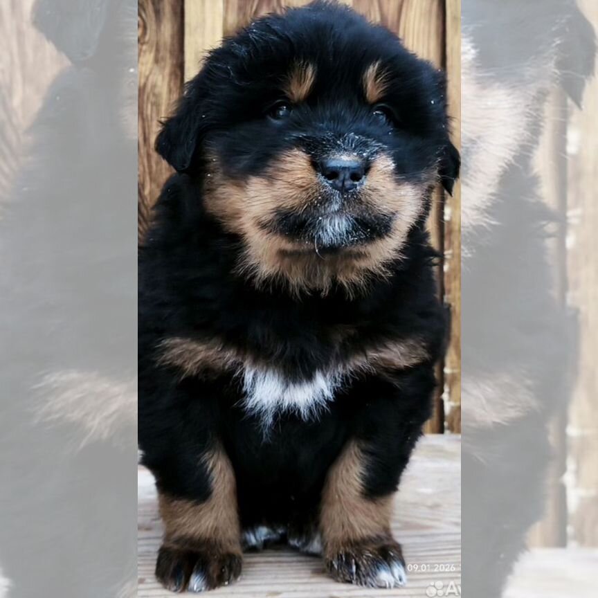 Бурят-монгольский волкодав, щенок