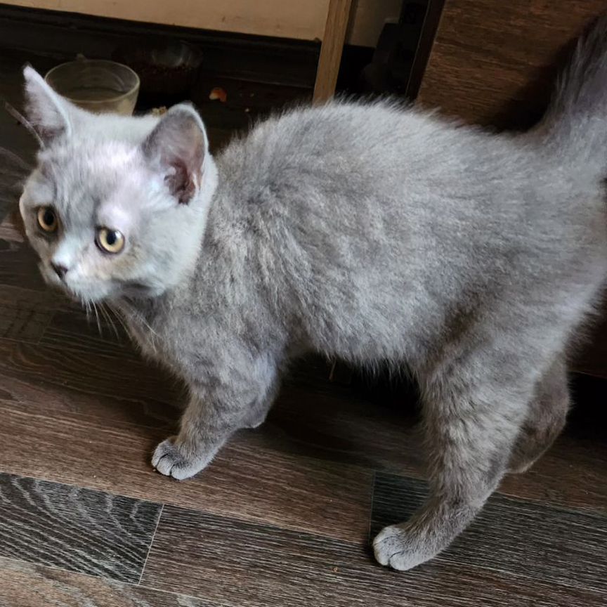Шотландские прямоухие котята Зеленоград