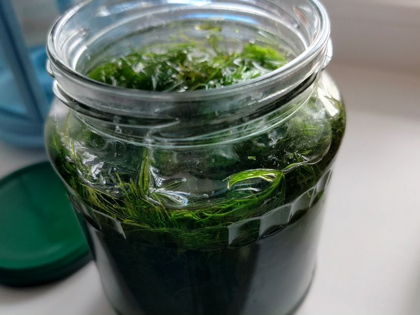 Продам водоросли