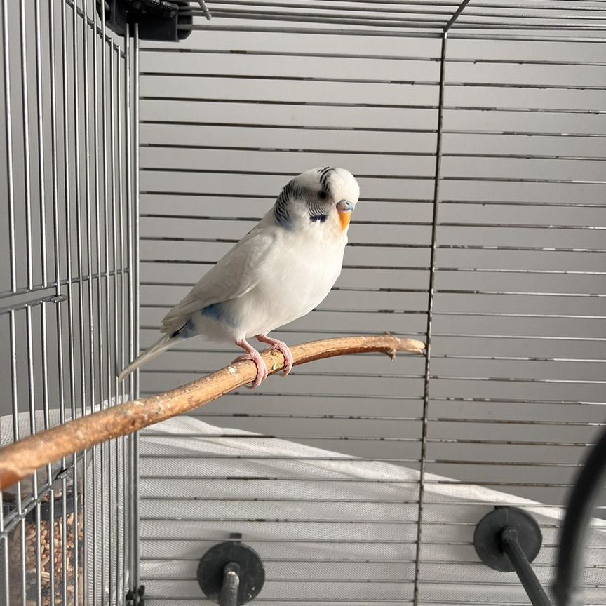 Волнистый попугай самец