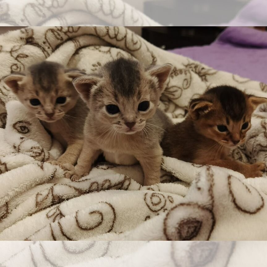 Абиссинские котята
