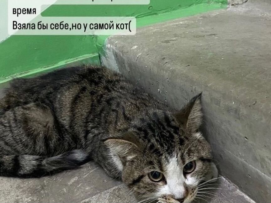 Обреченные котики