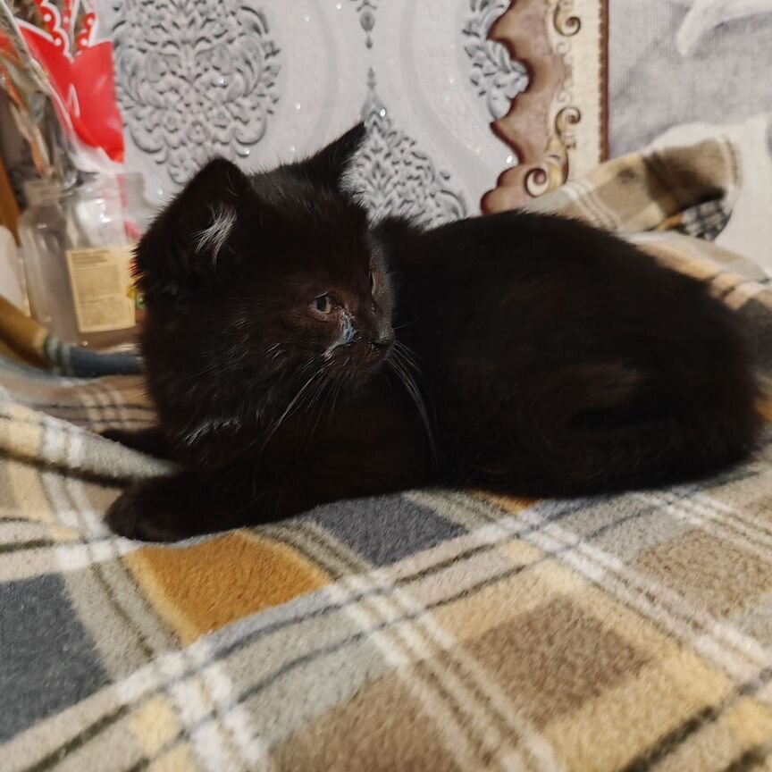 Замечательный мальчик котёнок ищет семью
