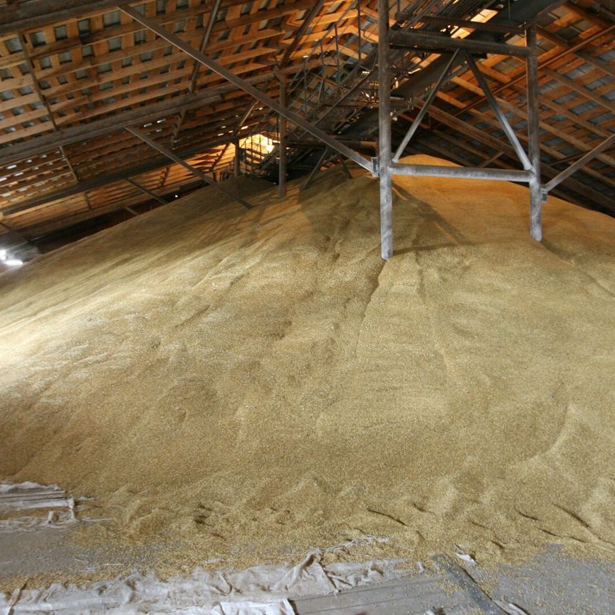 Пшеница ячмень дробленка