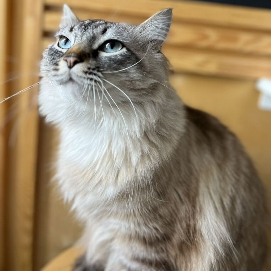 Отдам кота в добрые руки
