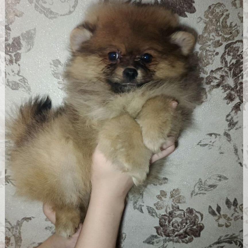 Померанский шпиц, щенок