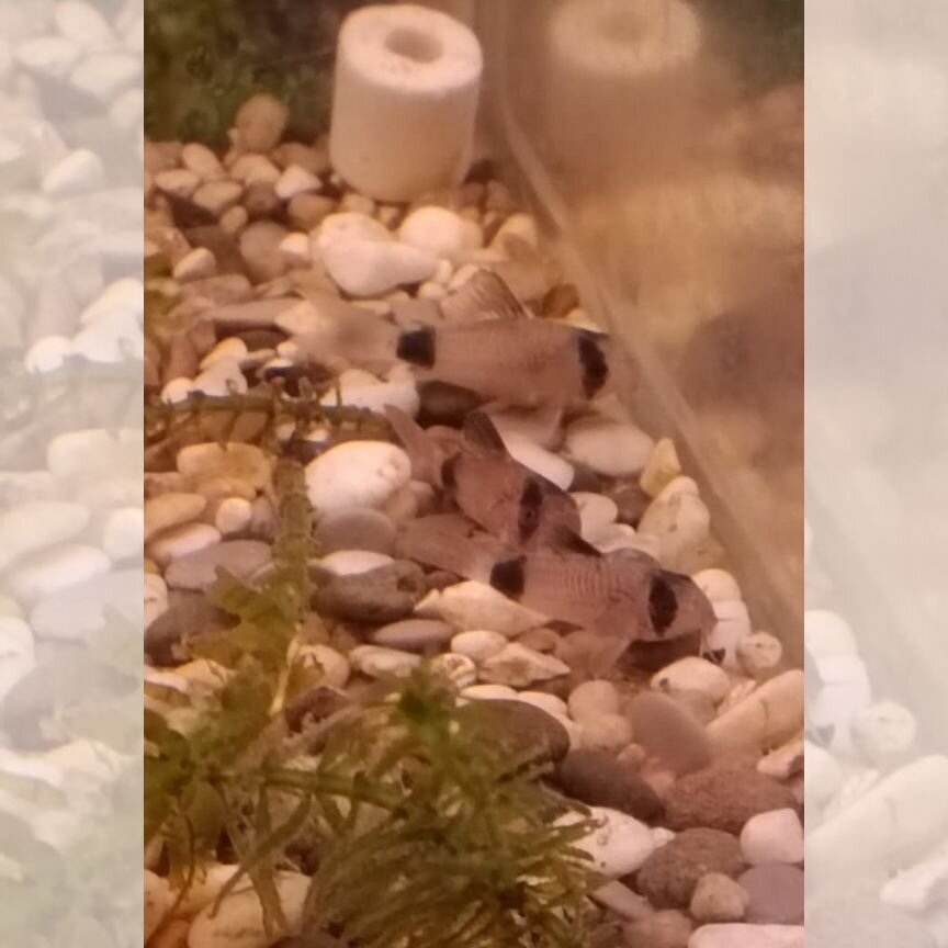 Аквариумные рыбки сомики