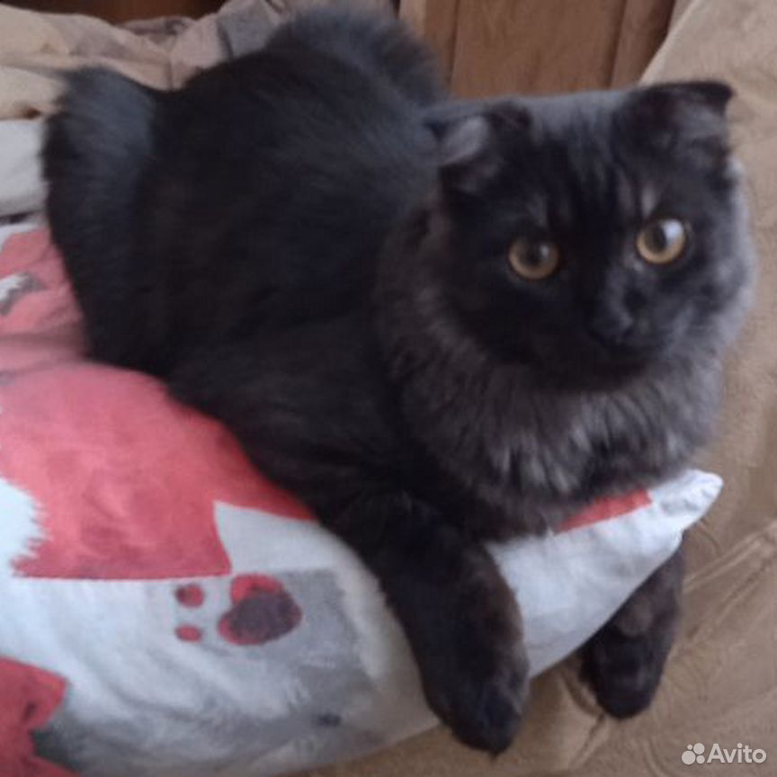 Кот ищет подружку