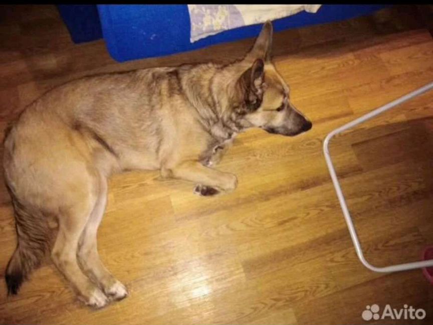 Собака срчно ищет дом