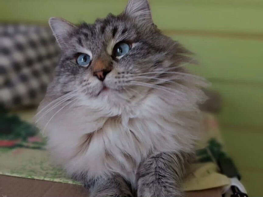 Кошка невская маскарадная бесплатно