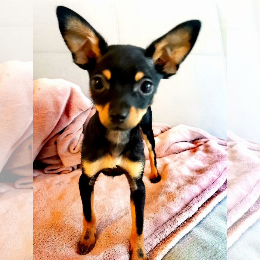 Русский той-терьер, щенок