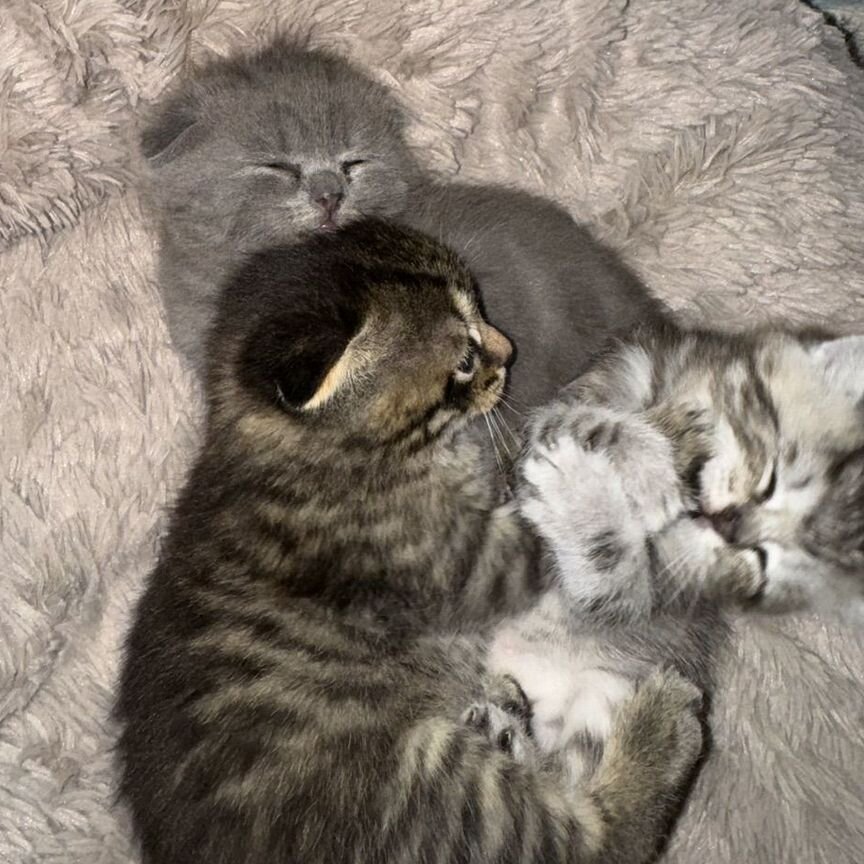 Вислоухие котята