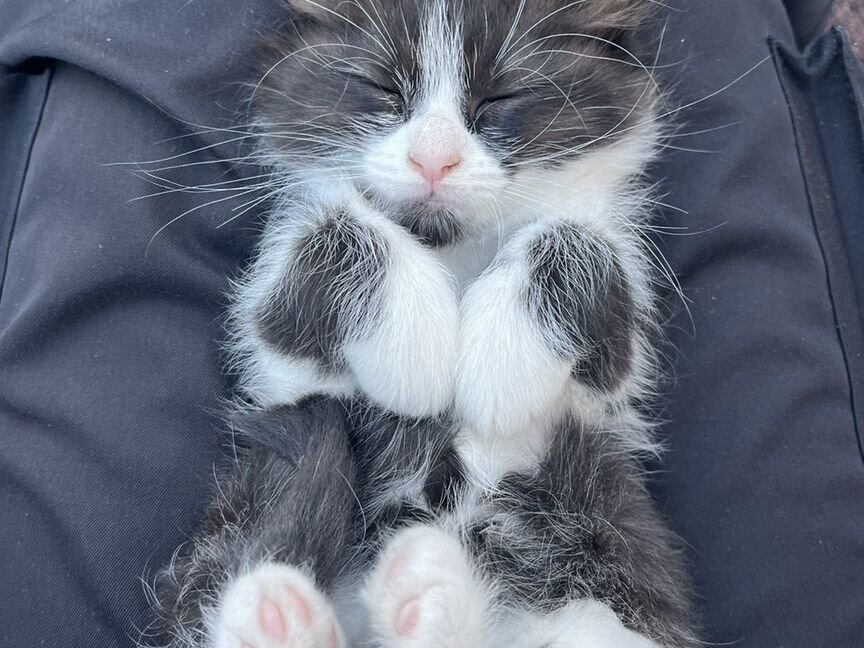 Котёнок