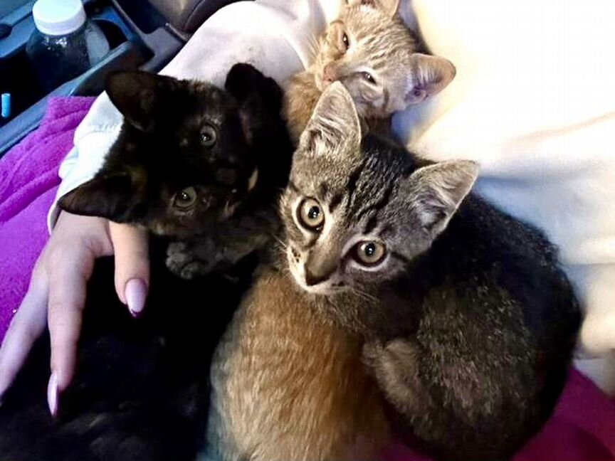 Три ласковых котенка ищут дом