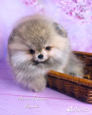 Померанский Шпиц. Мини мальчик. Доставка