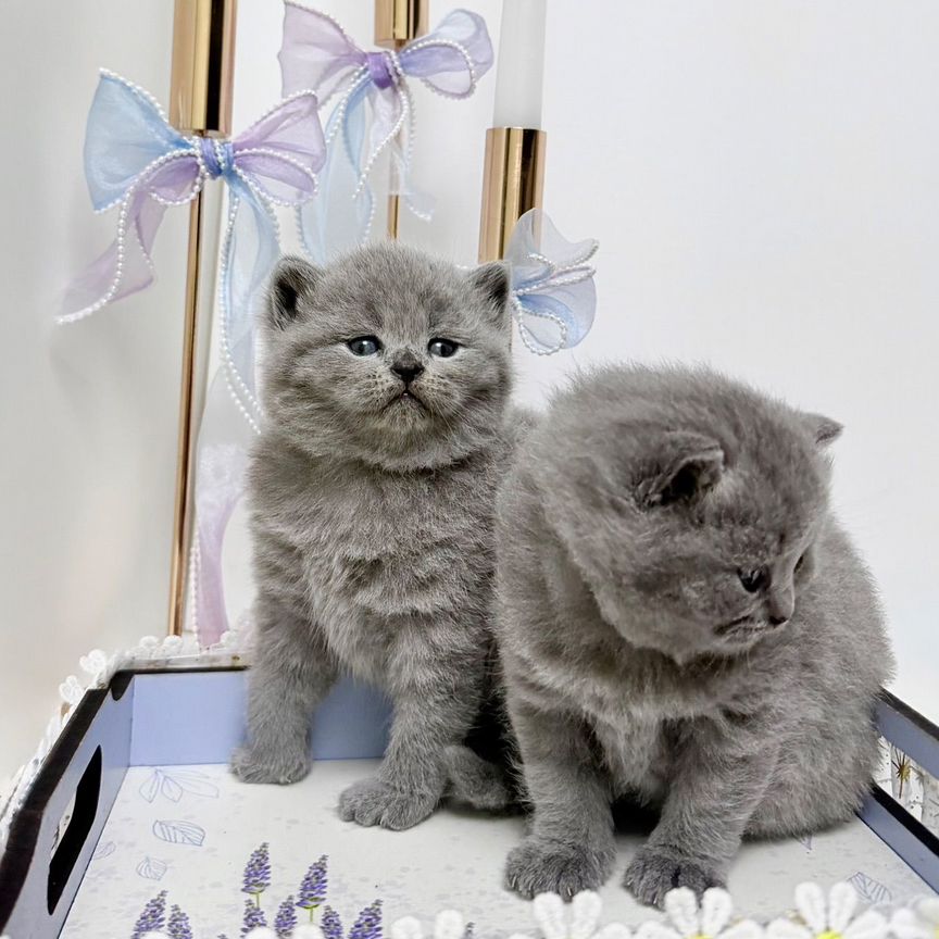 Британский короткошёрстный котёнок
