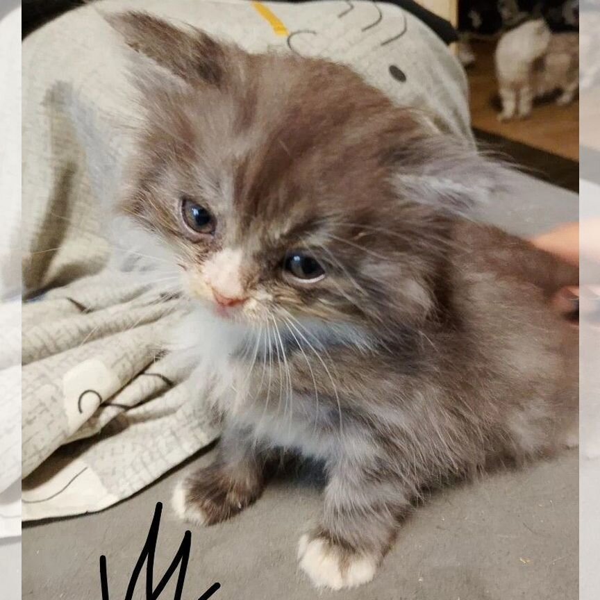 Персидский котёнок