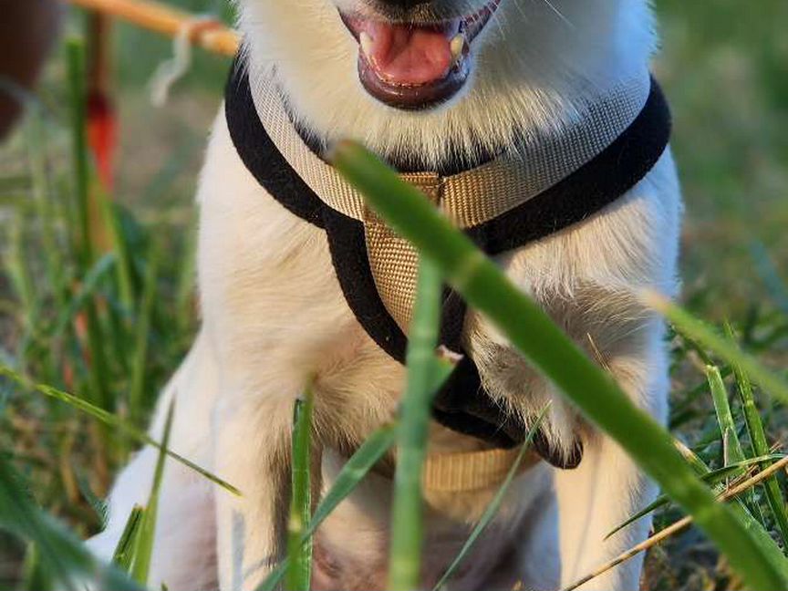 Умочка, мелкая собака добрые ручки