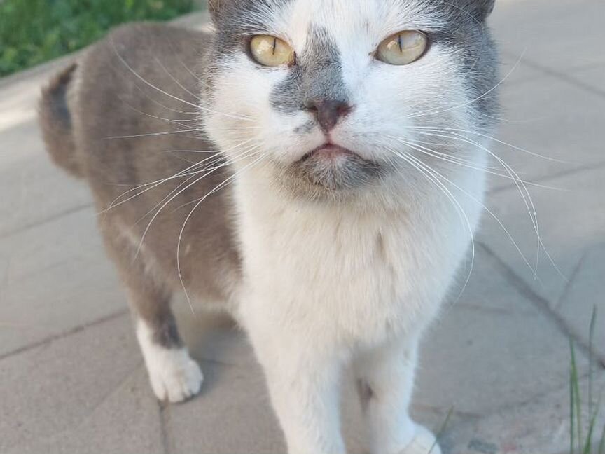 Кошка Катя в добрые руки