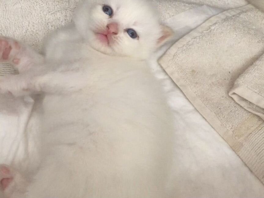 Персидские котята