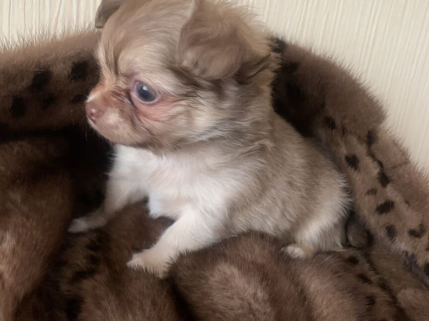 Кобель чихуаху