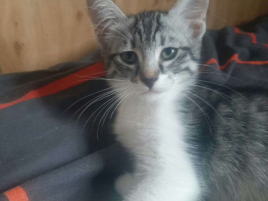 Котик 2,5 мес ищет свою семью