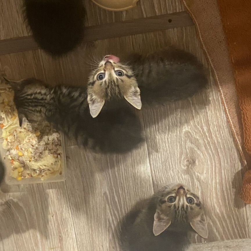 Котята смесь бобтейл безхвостый и с простым котом