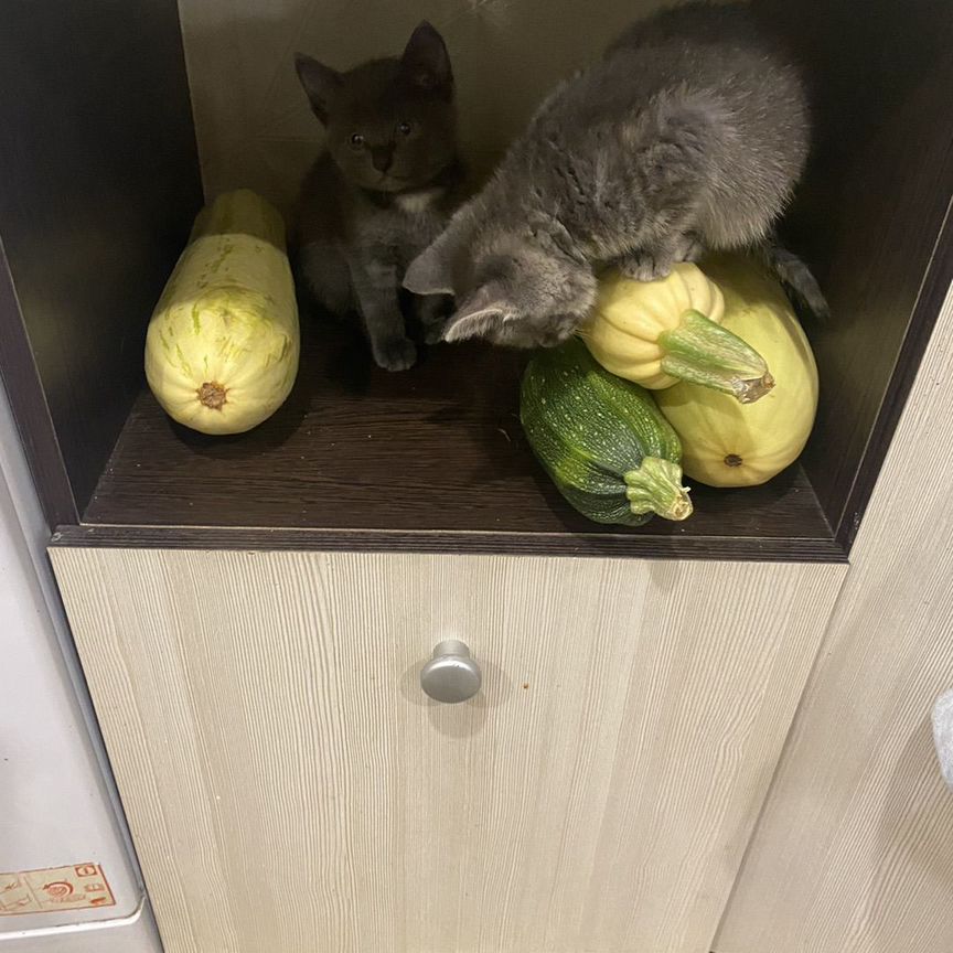 Двое милых кошечек