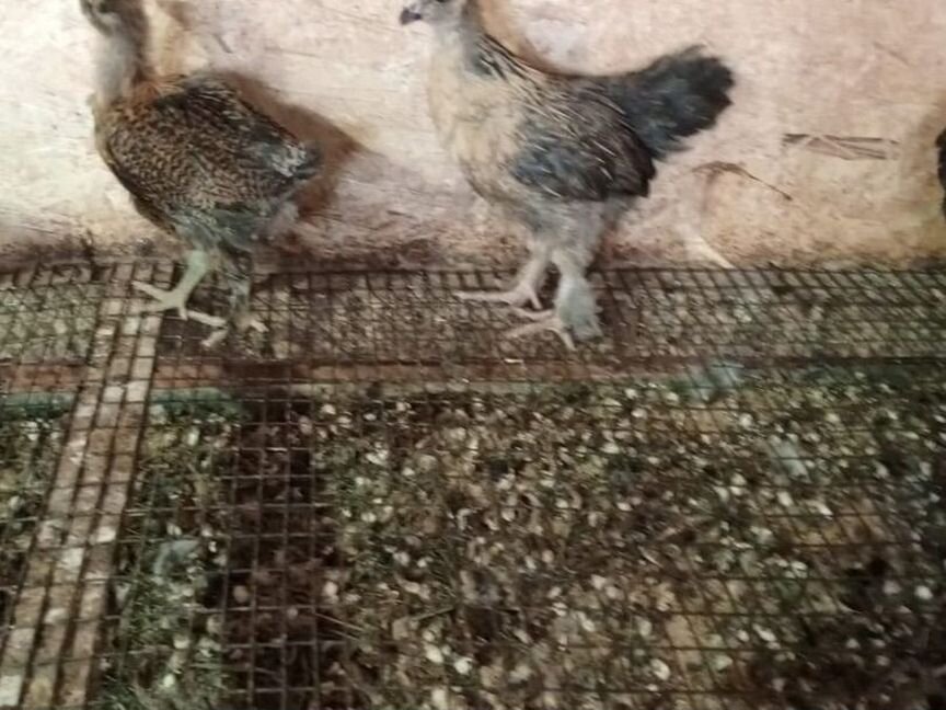 Цыпленок 1,5 месяца