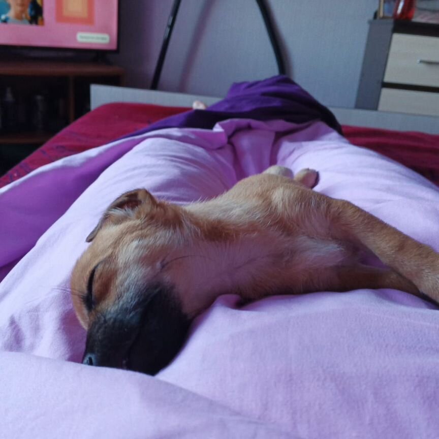 Отдам в добрые руки собаку