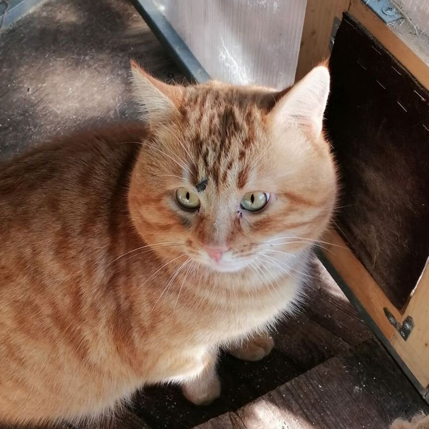 Кота сбила машина,сейчас он здоров.он был домашний