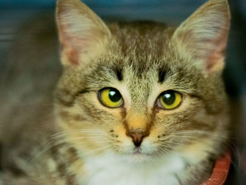 Ласковый, нежный малыш Адам, котенок