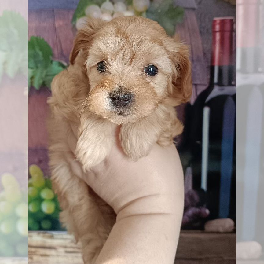 Мальтипу, щенок