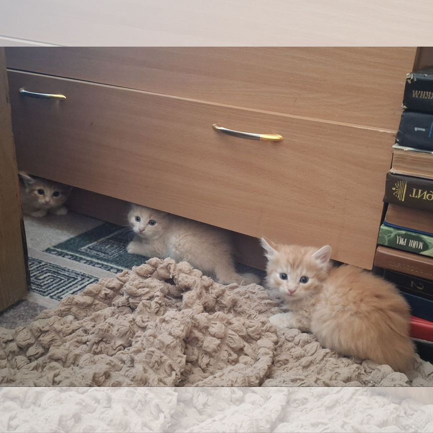 Котята рыжие пушистые