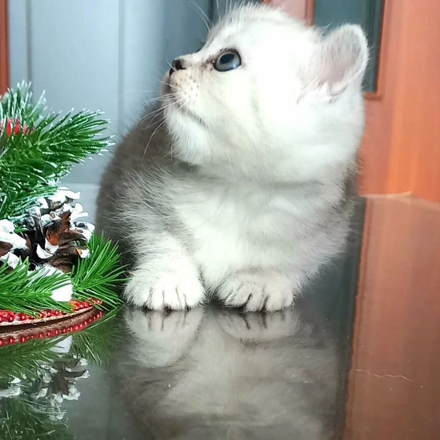 Шотландский вислоухий короткошёрстный котёнок