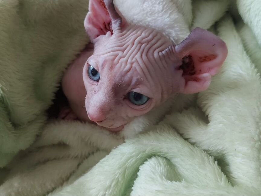 Канадский сфинкс Эльф котенок