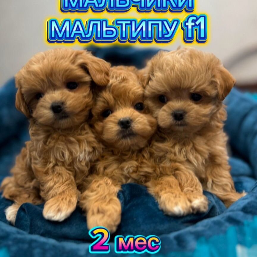 Мальтипу f1 мальчики эксклюзив