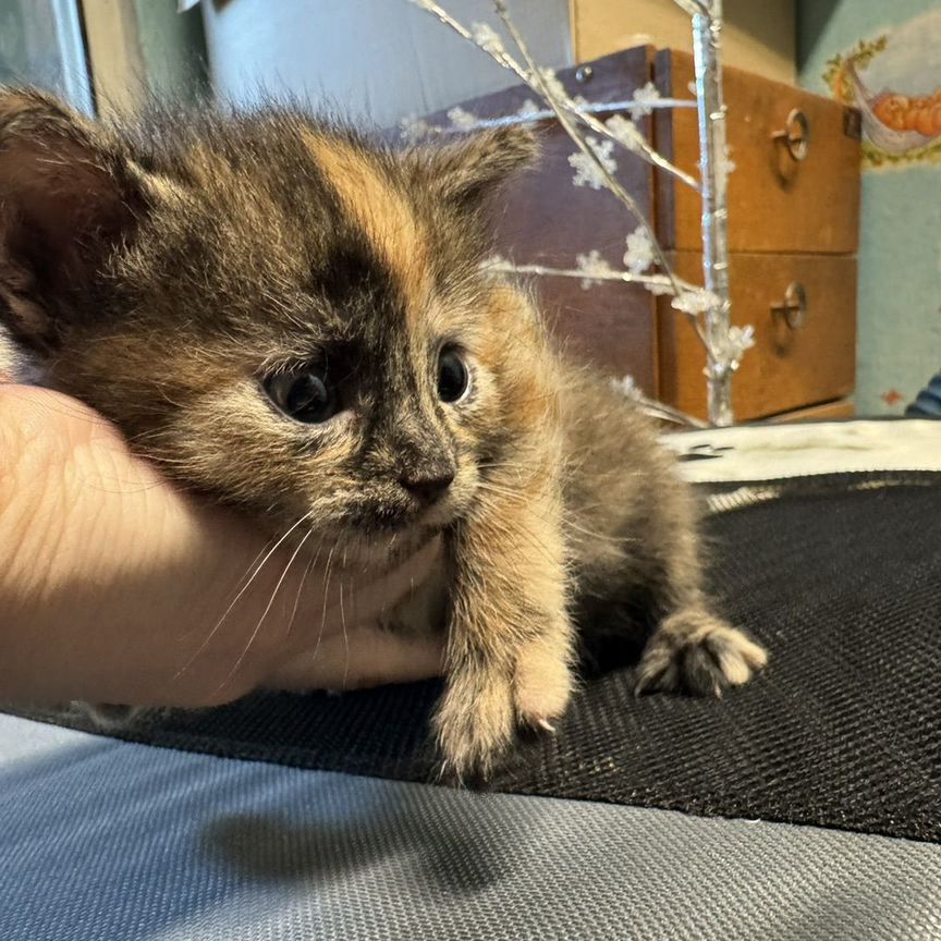 Котнок в добрые руки