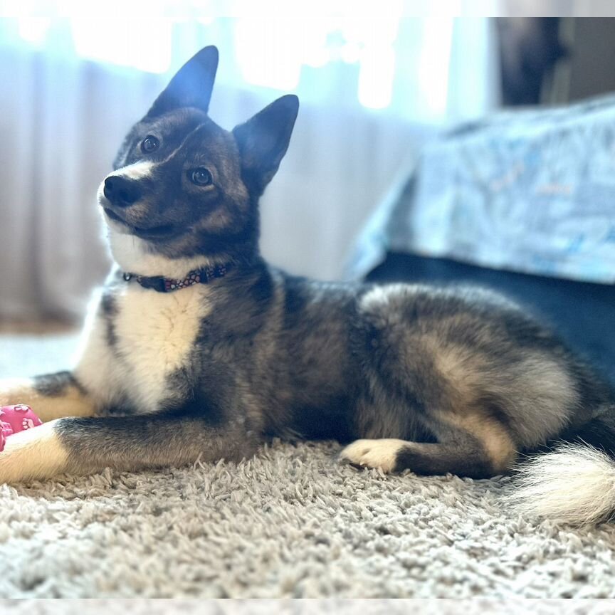 Взрослая собака в добрые руки