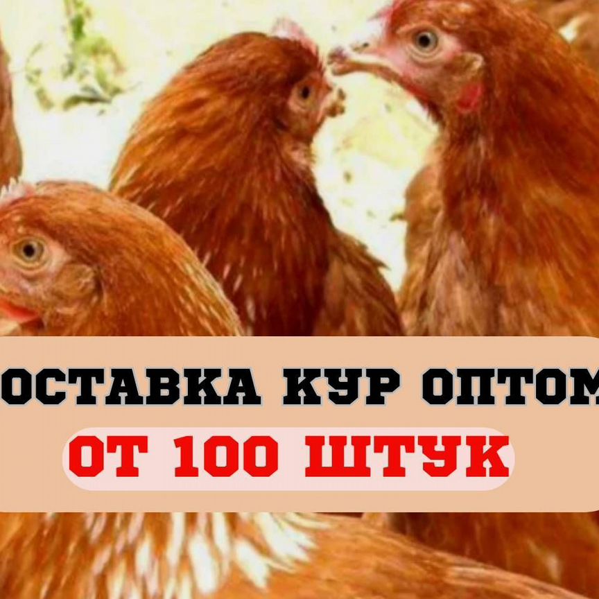 Куры несушки молодки только опт От 100шт