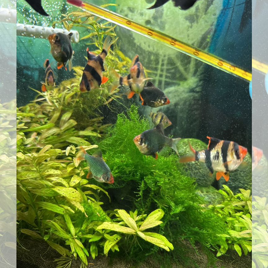 Продам Барбусов