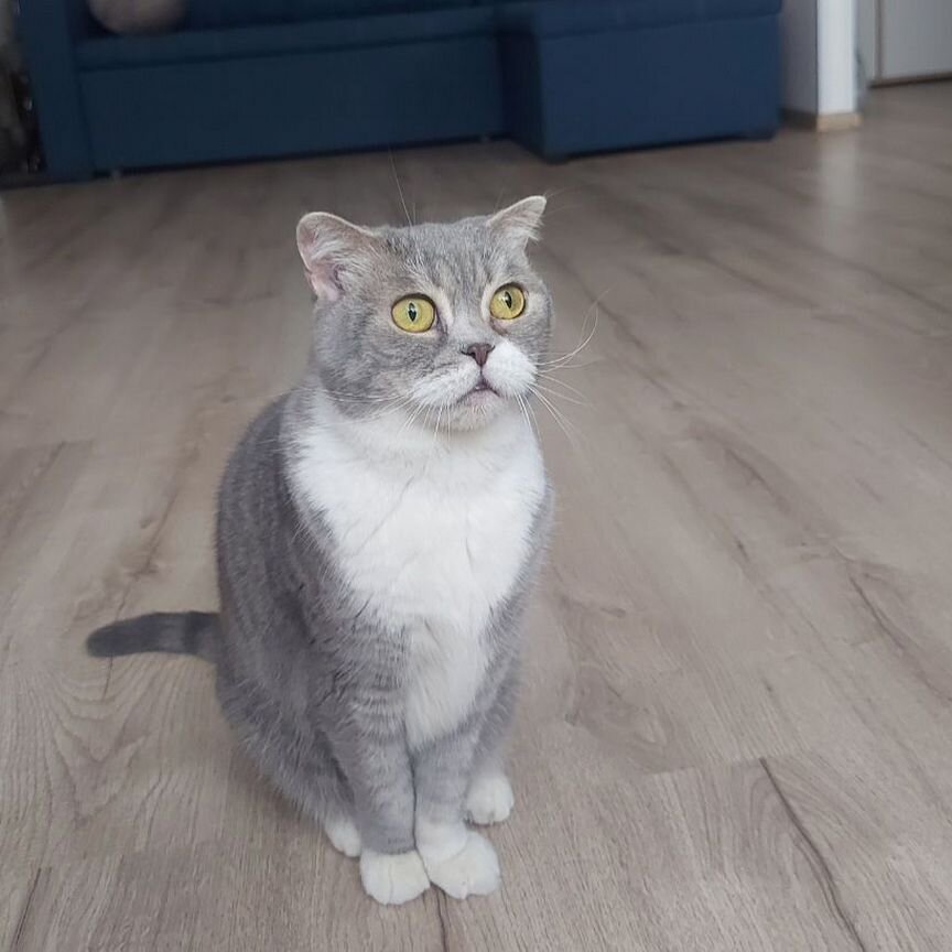 Британская кошка в дар