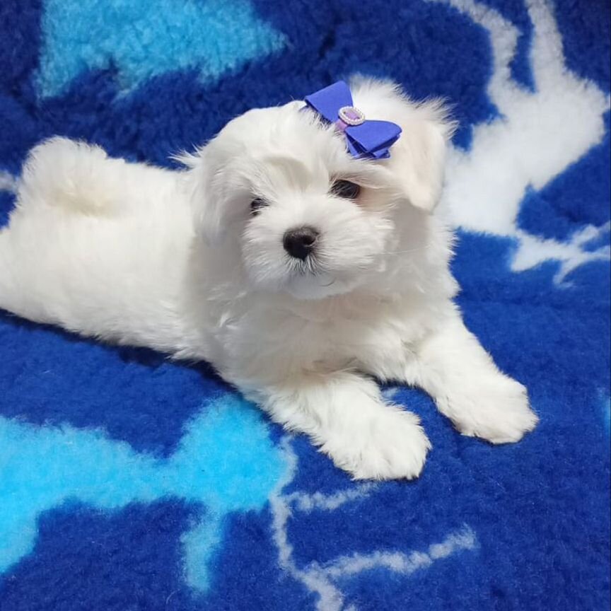 Мальтезики